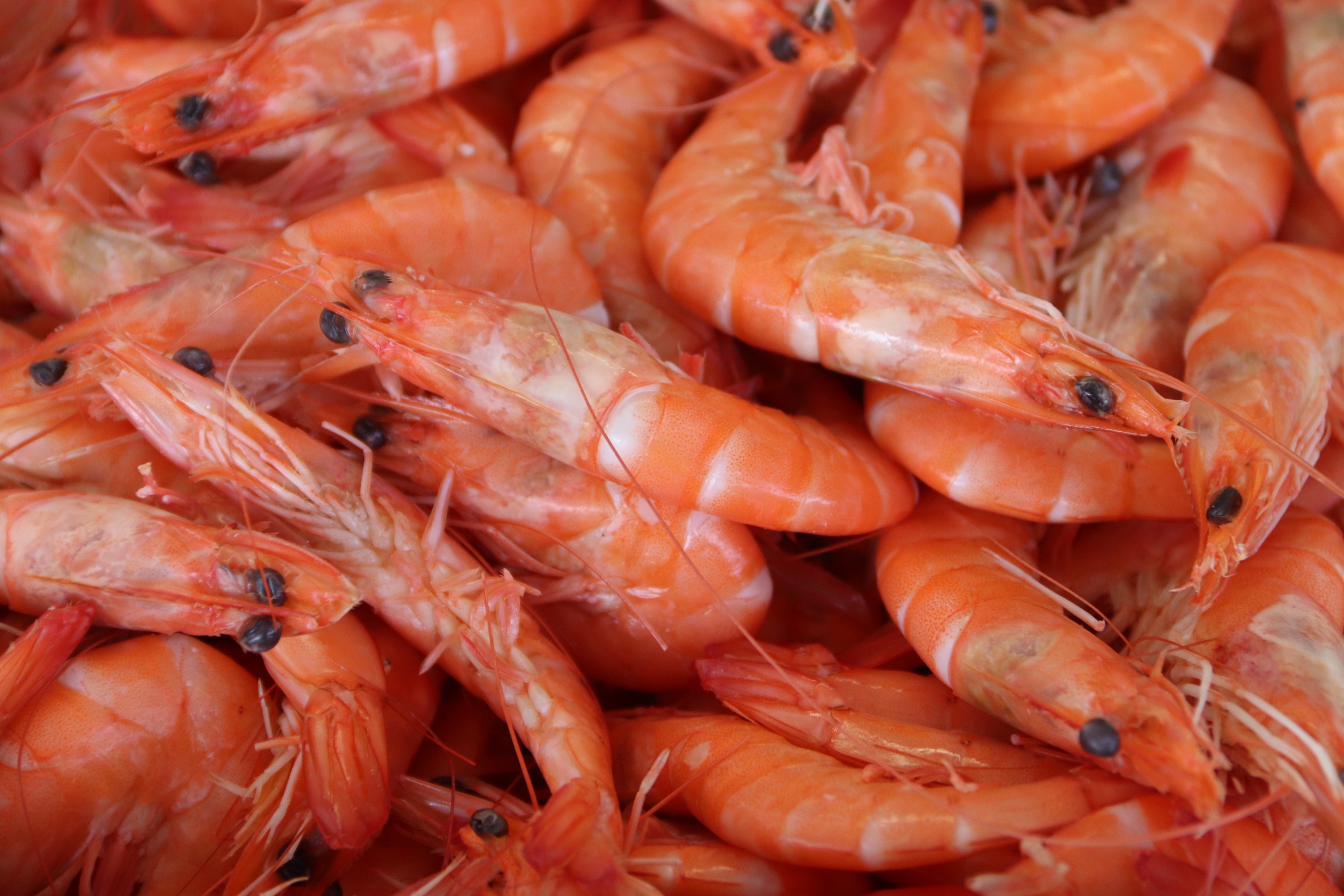 CREVETTES ROSES BIO 40/60 - FRUITS DE MER ET CRUSTACÉS - LA PAYSANNE ...