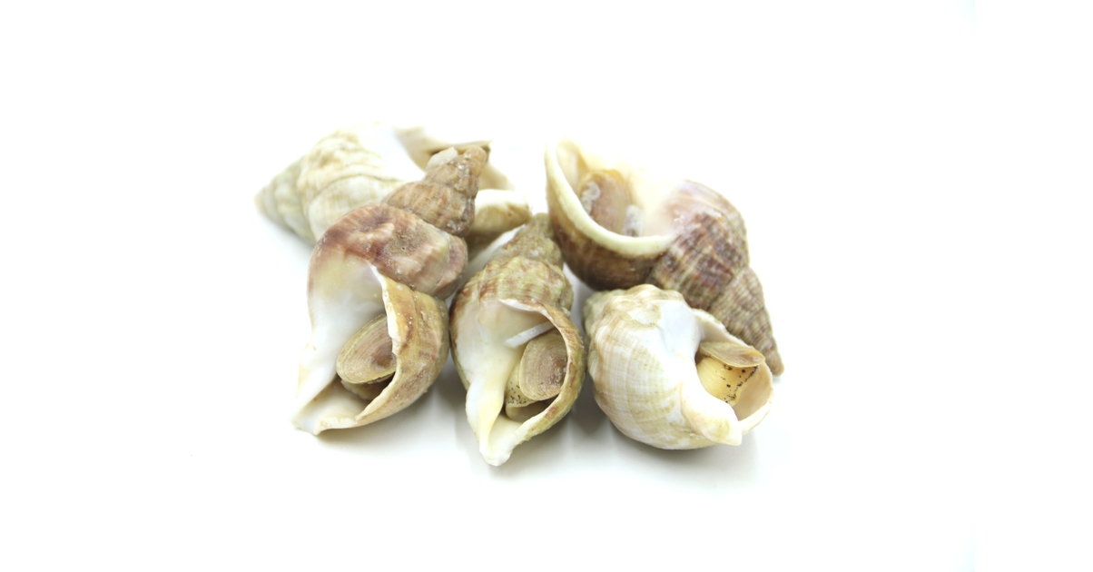 BULOTS CUITS NATURE - FRUITS DE MER & CRUSTACÉS/FRUITS DE MER - La ...