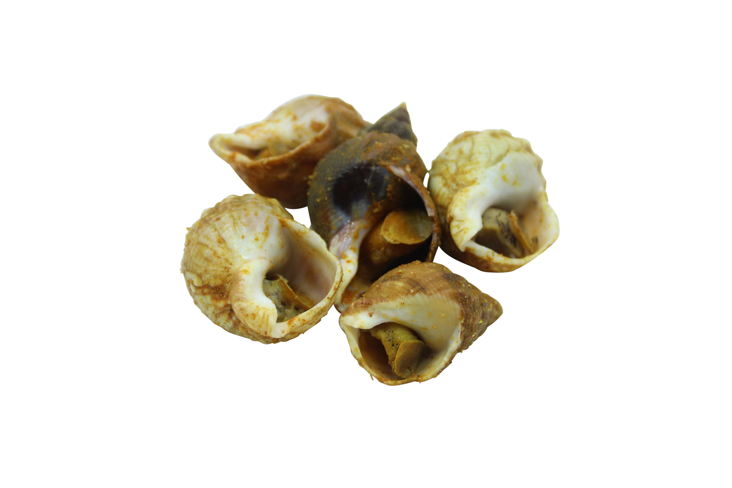 BULOTS CUITS À L'INDIENNE - FRUITS DE MER & CRUSTACÉS/FRUITS DE MER ...