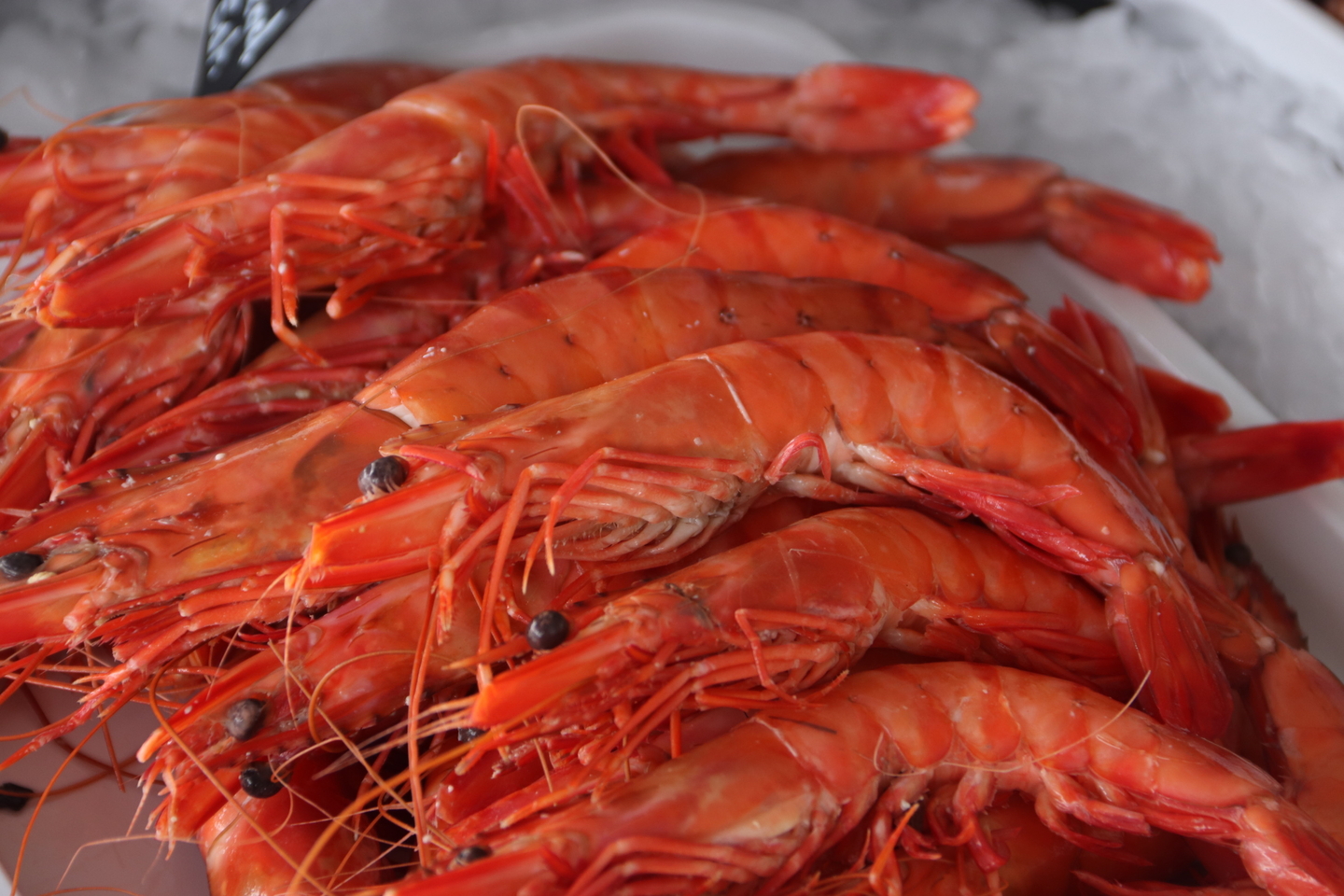 TRÈS GROSSES CREVETTES ROSES CUITES 10/20 - FRUITS DE MER ET CRUSTACÉS ...