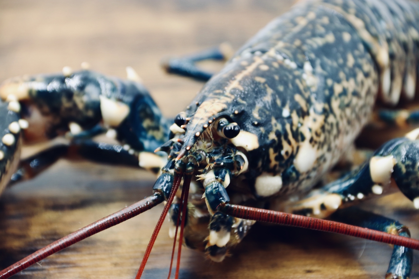 HOMARD CÔTIER VIVANT - FRUITS DE MER & CRUSTACÉS/CRUSTACÉS - La ...