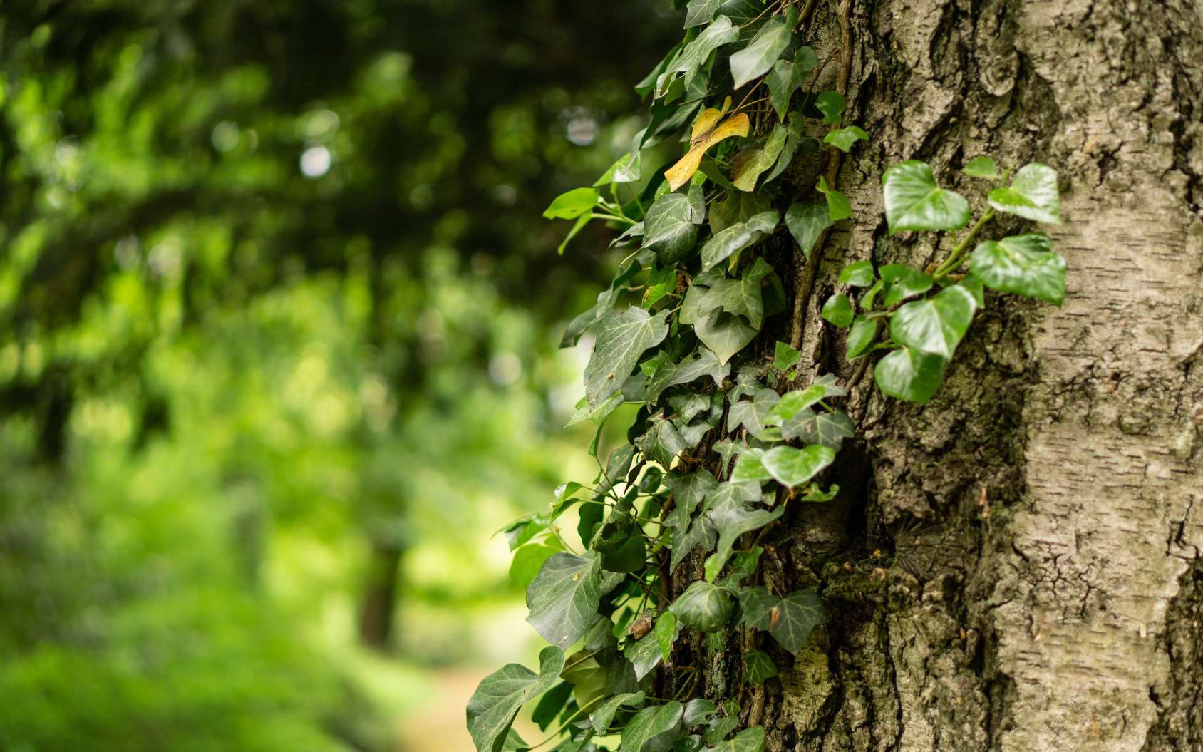 Lierre - Choix de taille et de couleur de feuillage