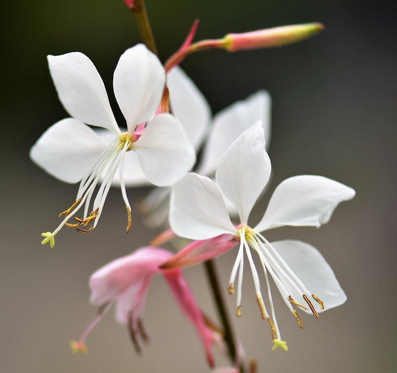 Gaura en pot de 3 litres Ø 17 cm hauteur 60-70 cm 10€75