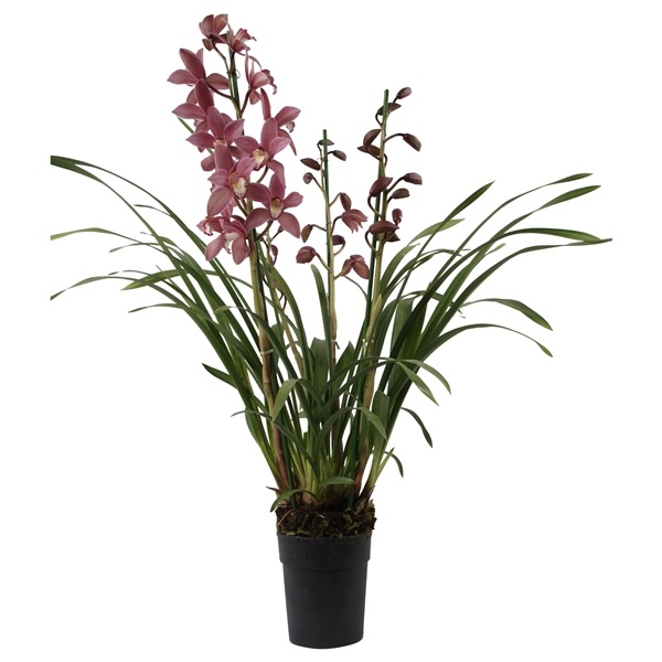 Orchidée Cymbidium - 3 tiges fleuries et en boutons