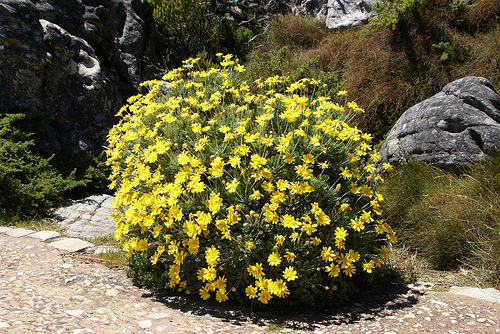 Euryops - pot de 1.5 L et 2.5 L boutons et fleurs