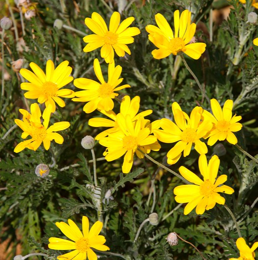Euryops - pot de 1.5 L et 2.5 L boutons et fleurs