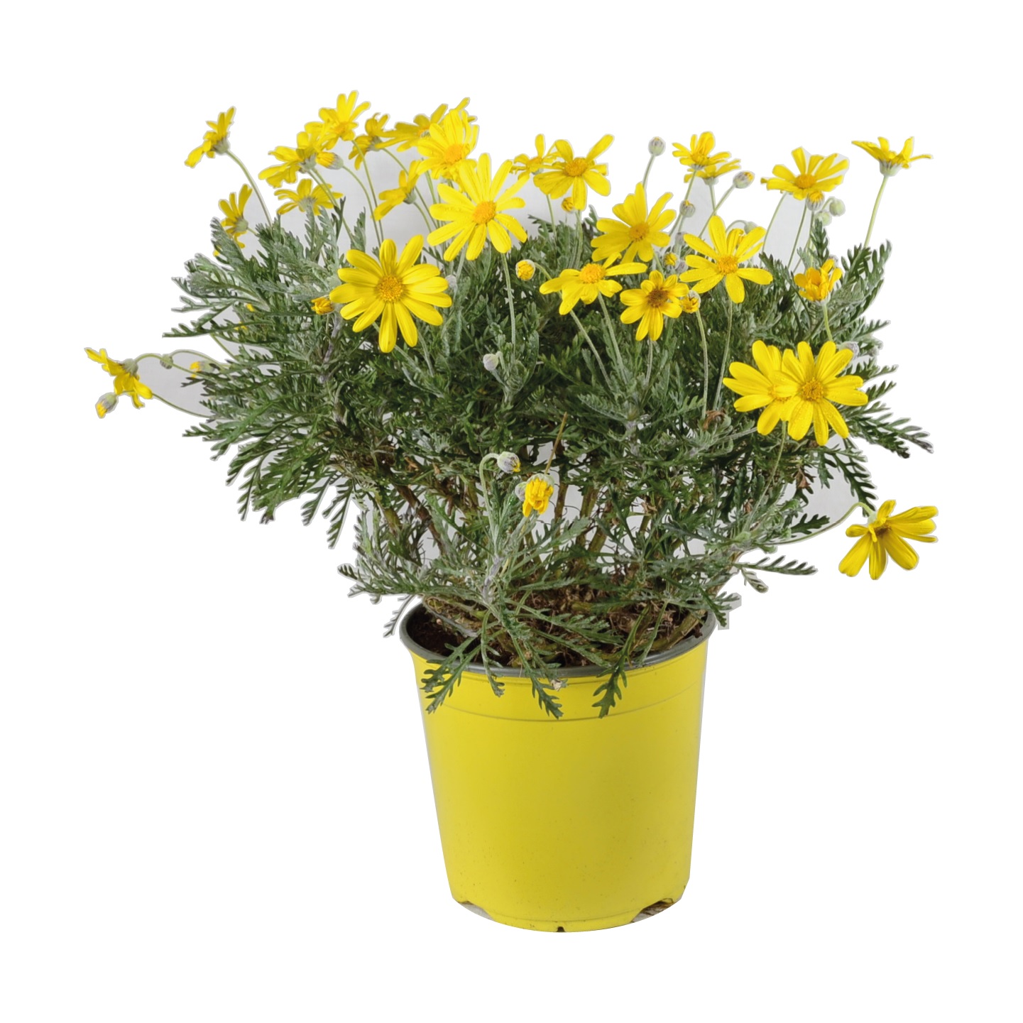 Euryops - Plantes d'extérieur/Plantes fleuries - La Jardinerie de Pessicart