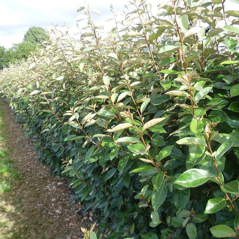Eléagnus - La Jardinerie de Pessicart