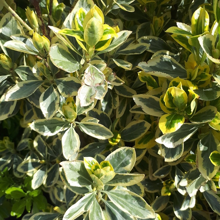 Fusain - La Jardinerie de Pessicart