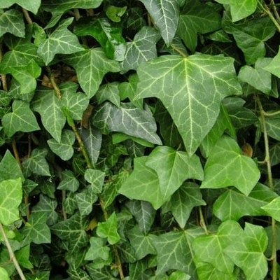 Votre jardinerie au cœur de Nice Livraison GRATUITE sur Nice