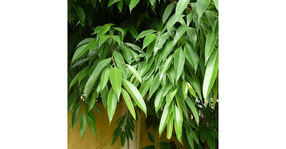 Ficus sabre - Plantes d'intérieur/Plantes vertes - La Jardinerie de ...