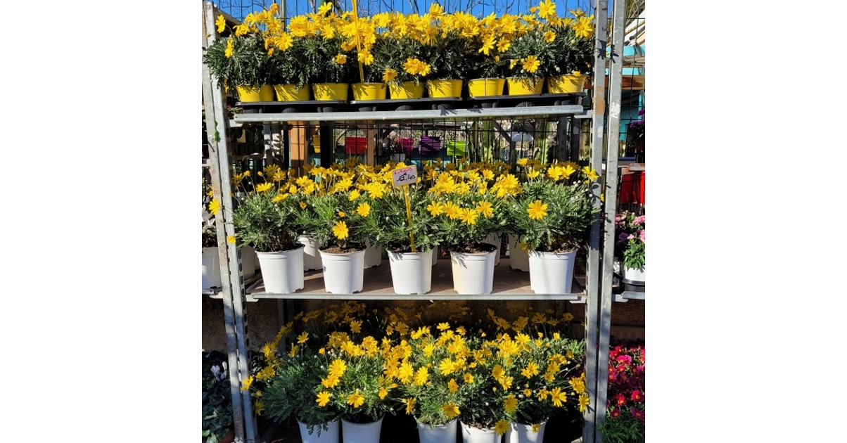 Euryops - pot de 1.5 L et 2.5 L boutons et fleurs