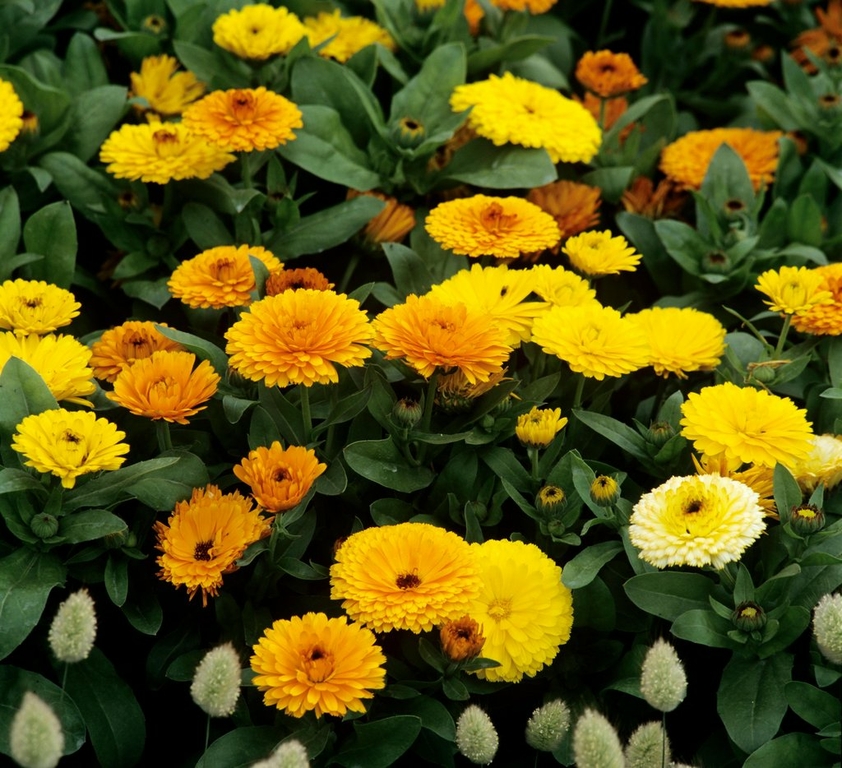 Calendula officinalis ou Souci officinal - en pot de 14 cm