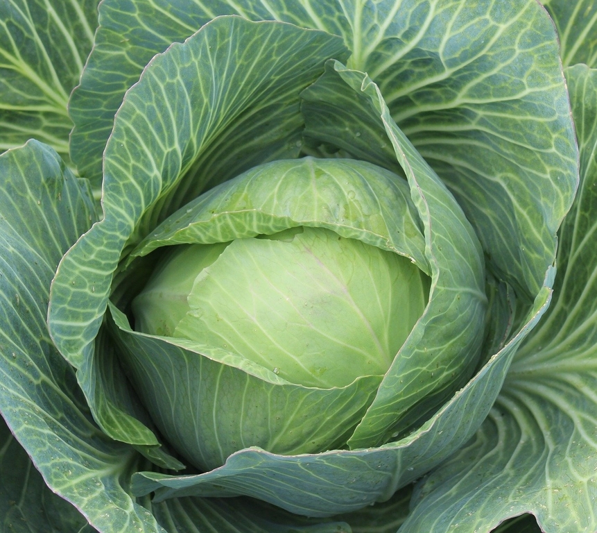 Chou pommé cabus - Plantes potagères