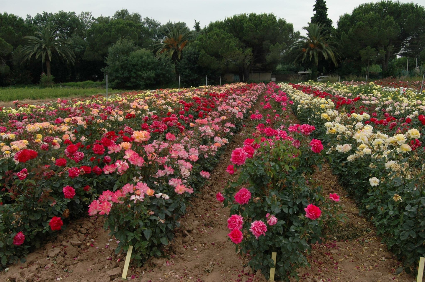 Rosiers buissons à 20€70 - Livraison GRATUITE sur Nice 06000 06100 06300