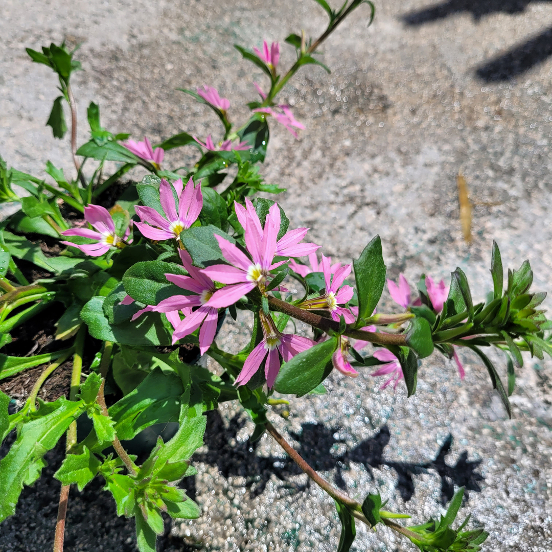 Scaevola - Plantes d'extérieur/Plantes fleuries - La Jardinerie de ...