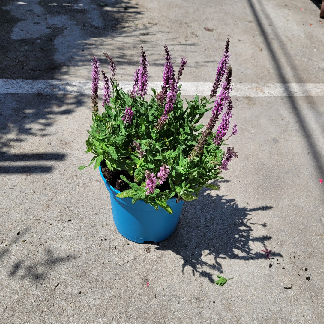 Sauge ornementale (Salvia)