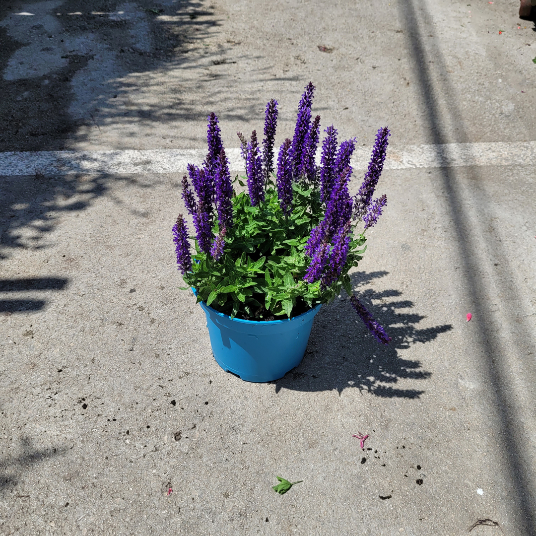 Sauge ornementale (Salvia)