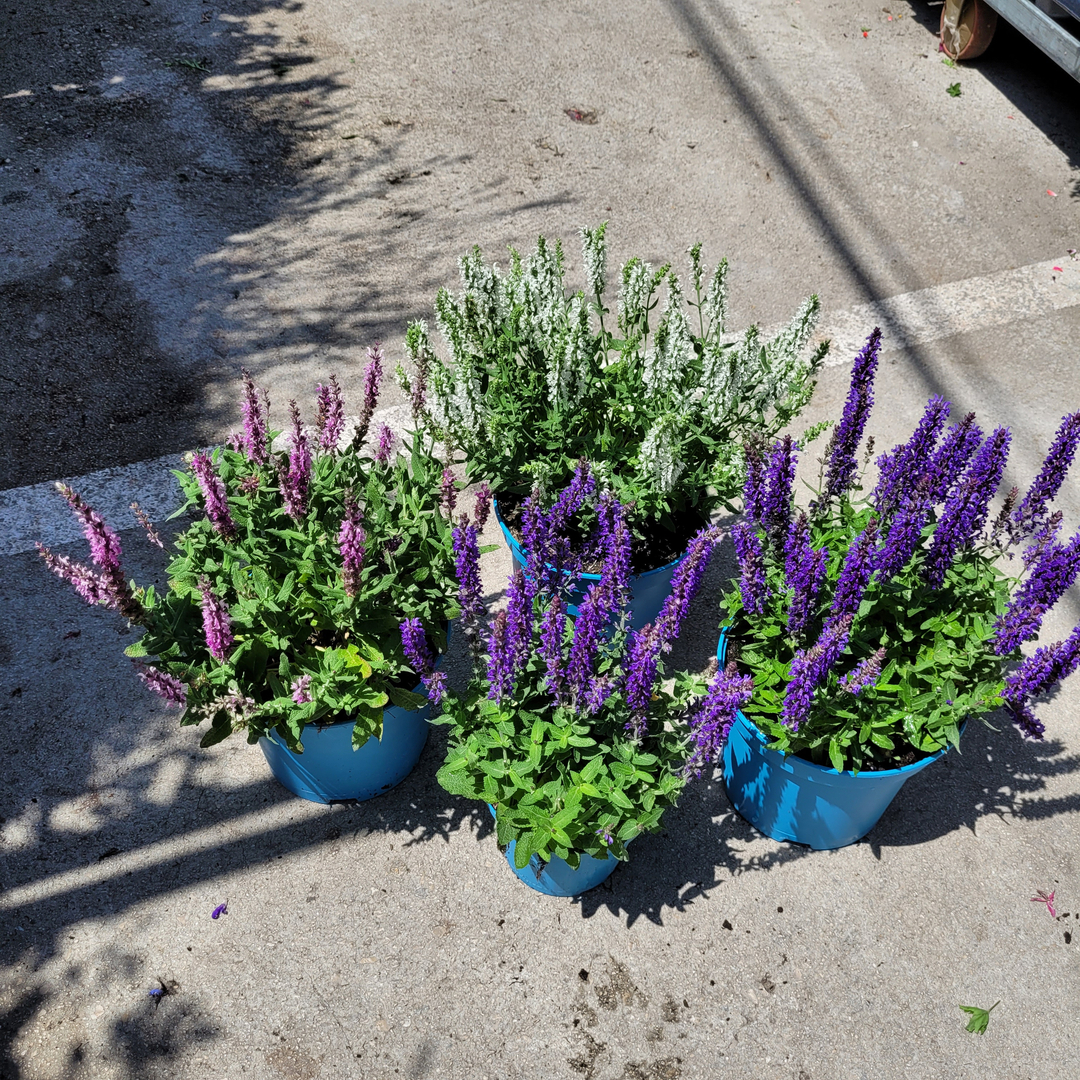 Sauge ornementale (Salvia)