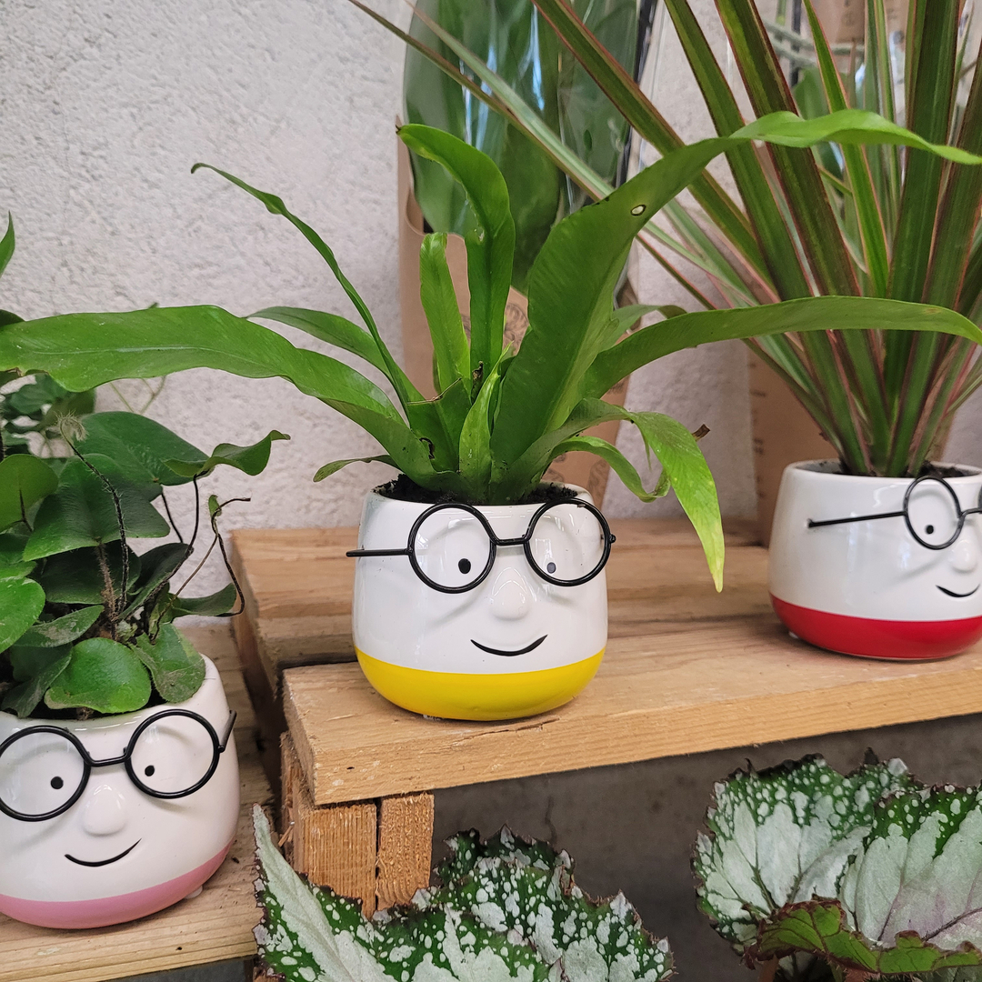 Pot Visage - Déco/Cache-pots - La Jardinerie de Pessicart