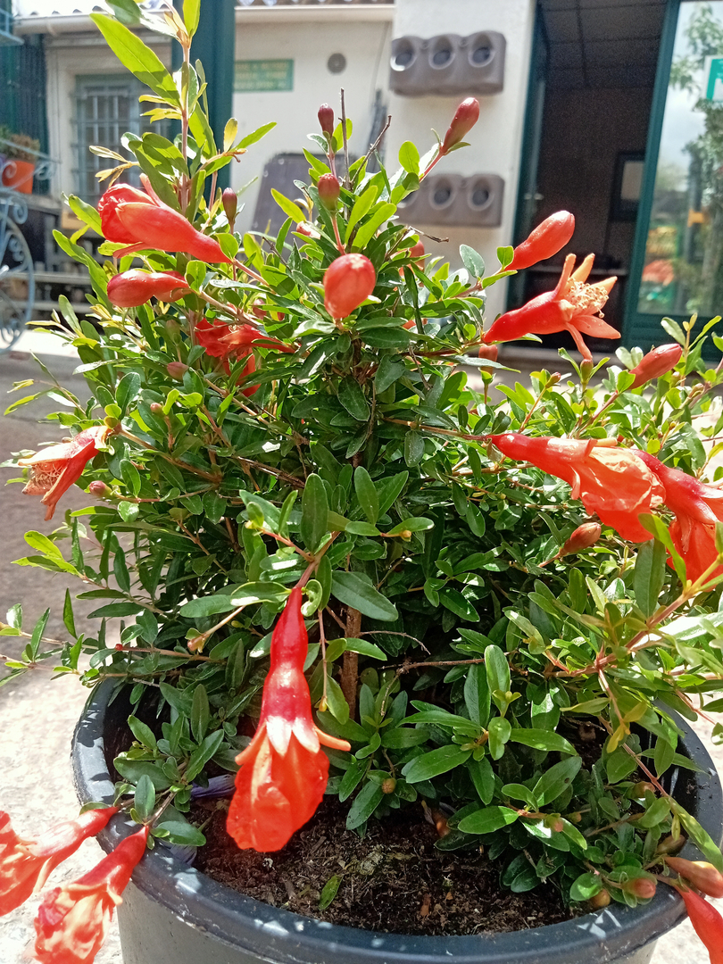 Grenadier Punica Granatum - Arbres fruitiers - La Jardinerie de Pessicart