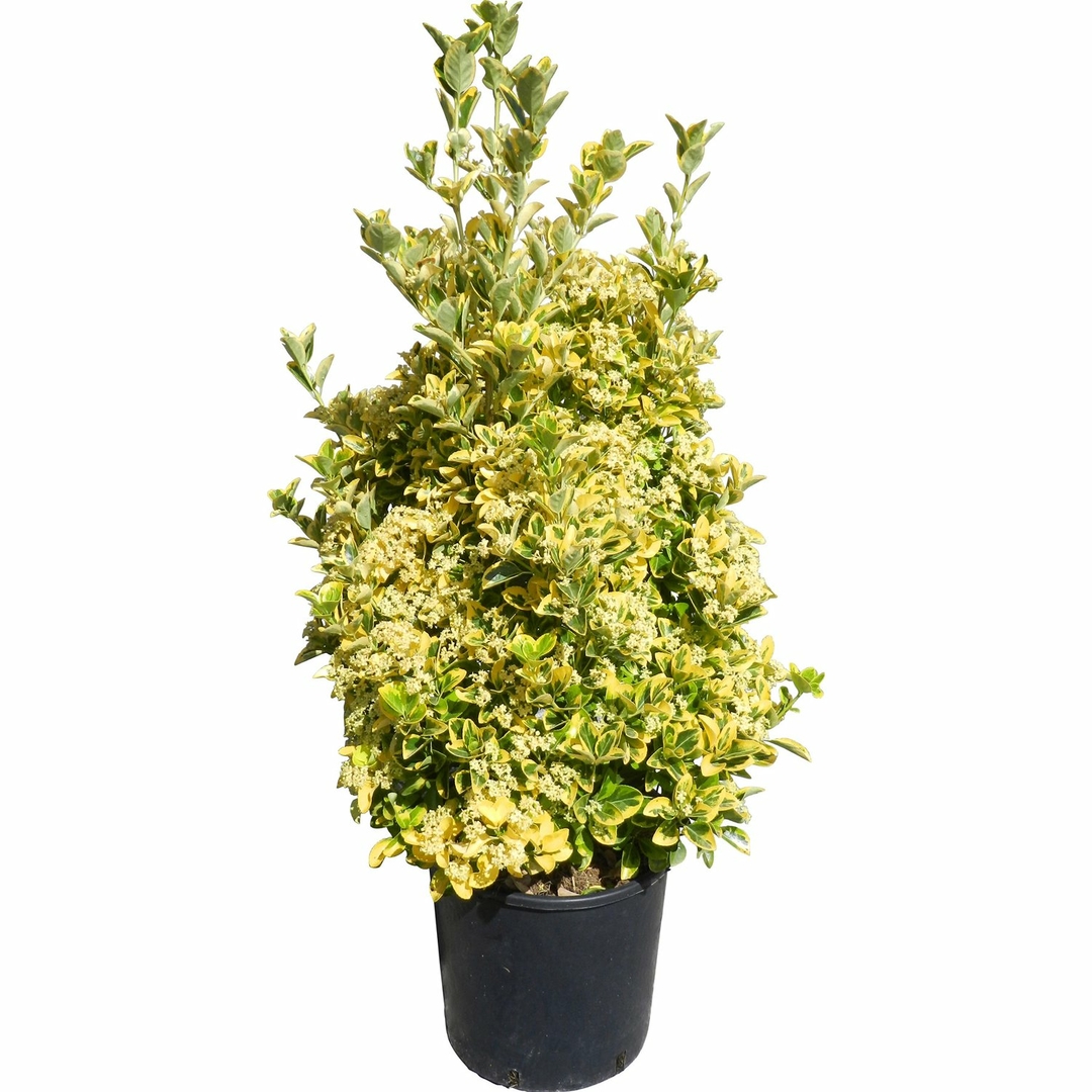 Fusain - La Jardinerie de Pessicart