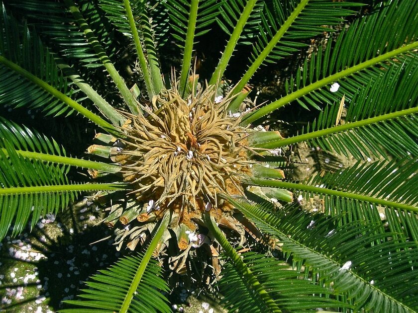 Cycas revoluta