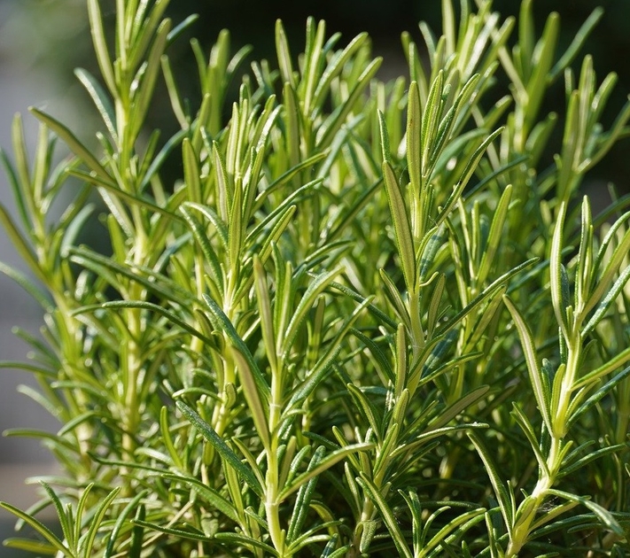 Romarin - Plante aromatique - Attire les abeilles