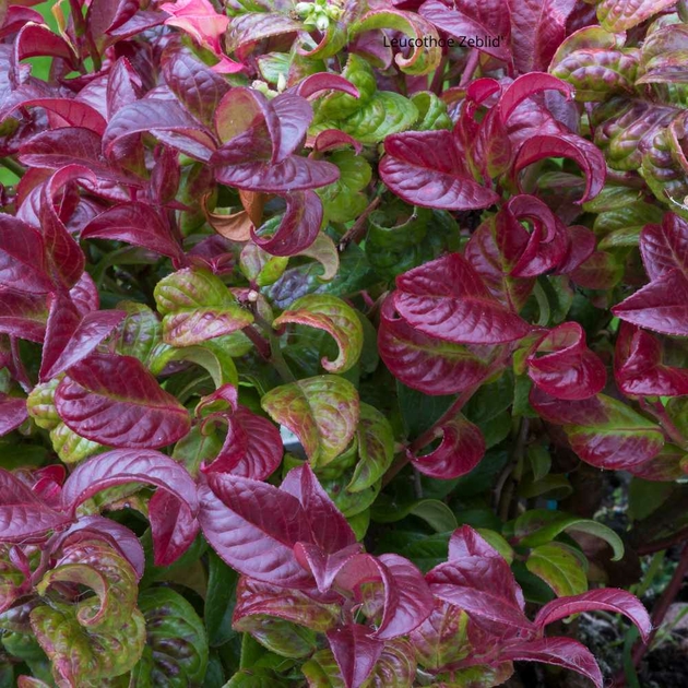 Leucothoe fontanesiana zeblid - Leucothoe Scarletta - Leucothoe 'Curly Red'
