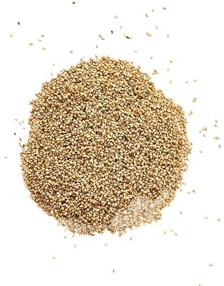 Sésame Blanc Humera - Boutique Kalô