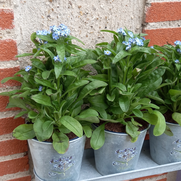 3 cache-pots sur plateau / Zinc vieilli / Déco botanique myosotis