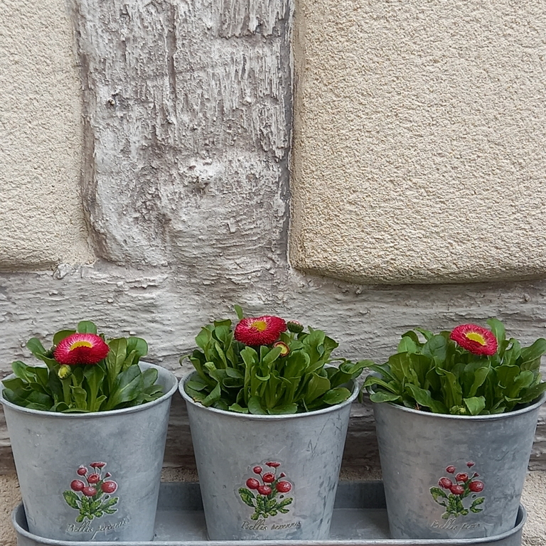 3 cache-pots sur plateau / Zinc vieilli / Dessin botanique bellis