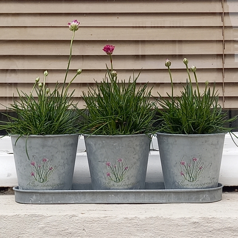3 cache-pots sur plateau / Zinc patiné / Déco botanique allium