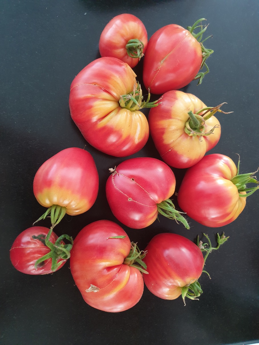 Tomates - Tomates Géantes - Graines de Tomates