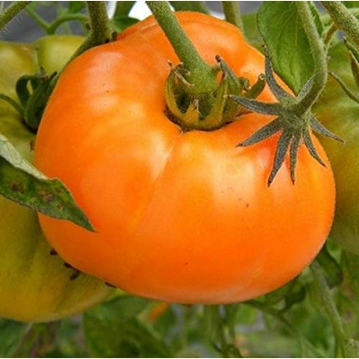 Graines de Tomates