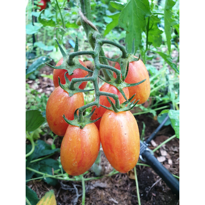 Graines de Tomates