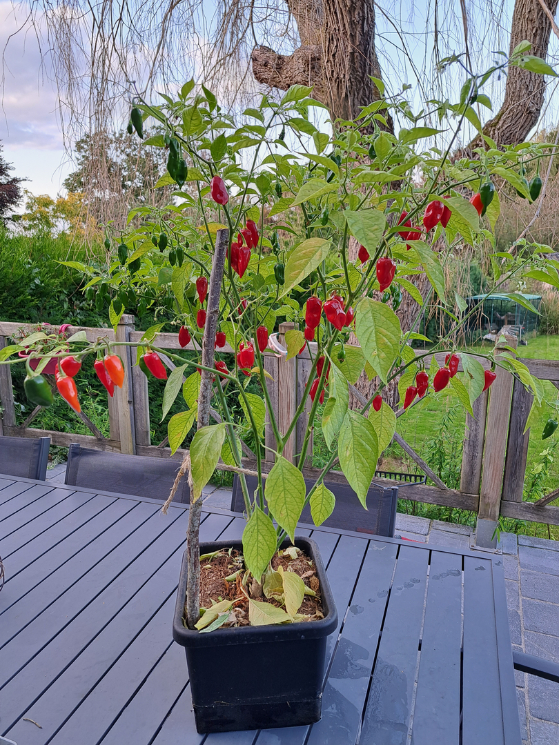 Piment Habanero Maya - Autres Légumes/Poivrons et Piments - Graines de ...