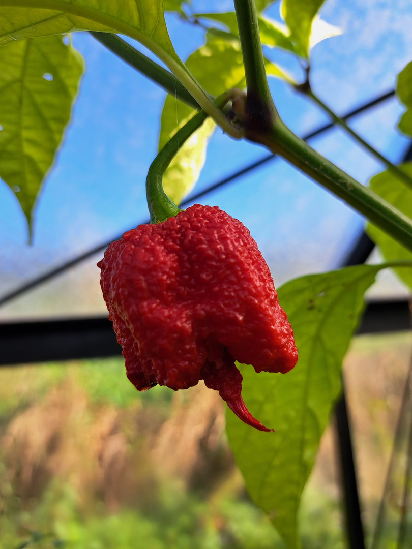 Piment Carolina Reaper - Autres Légumes/Poivrons et Piments - Graines ...