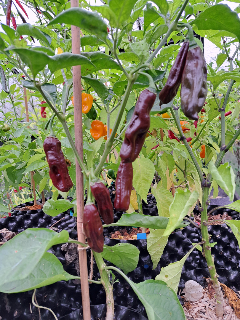 Piment Noir Machu Pichu - Autres Légumes/Poivrons et Piments - Graines ...