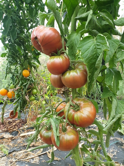 Tomate Noire de Crimée - Tomates/Tomates pour fin Gourmets - Graines de ...