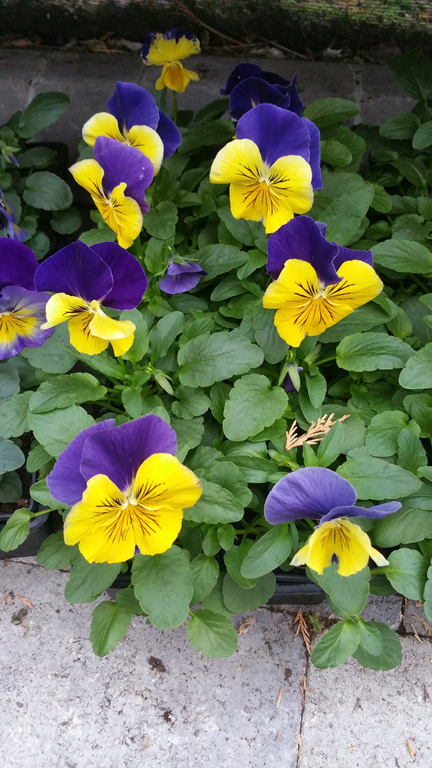 Pensées/ violas en barquettes - Fleurs d'automne pour jardin - Serres ...