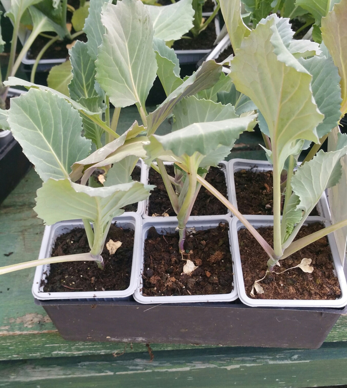 Plants de choux - Potager/Plants de légumes divers - Serres Fleuries 63