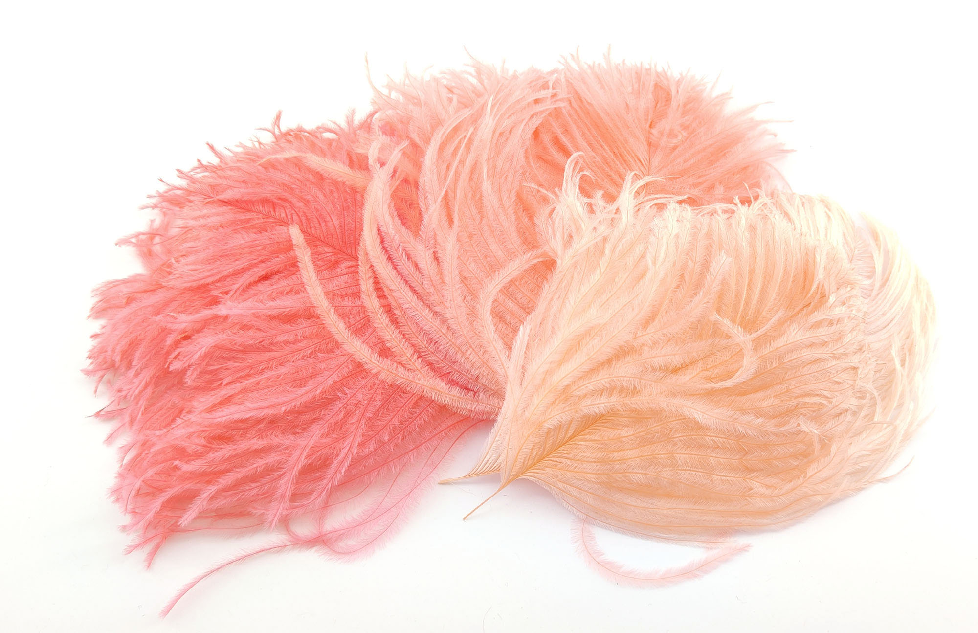 Le monde irrésistible de la plume, un style unique
