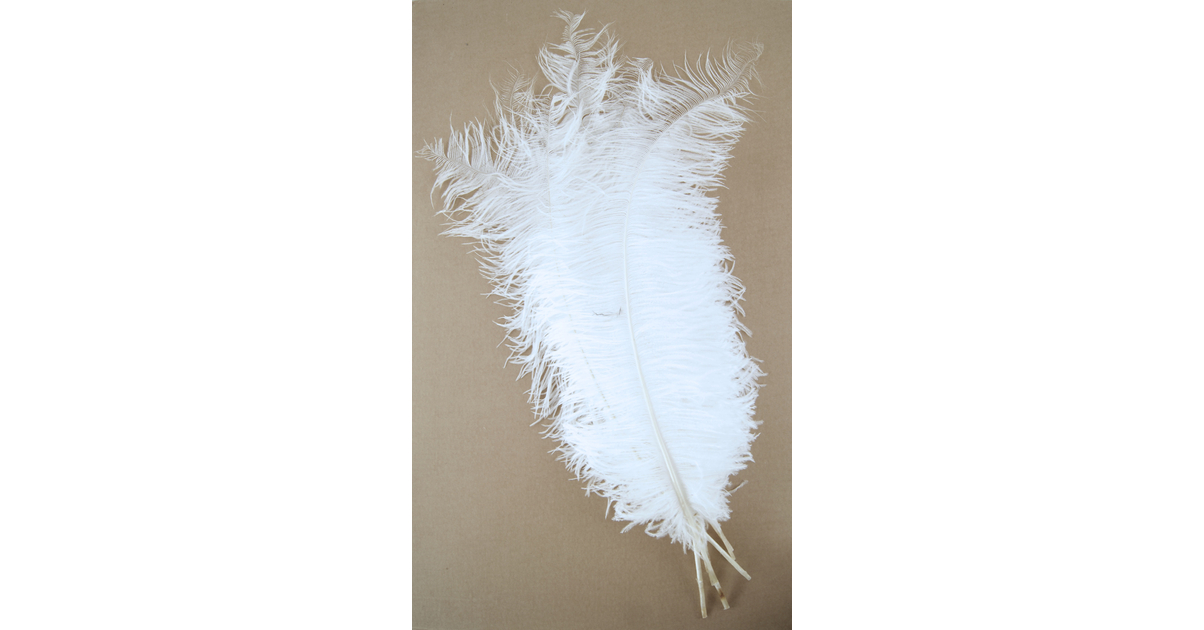 Plume autruche - 50/60 cm - blanc - Plume/Autruche - Plume Marcy