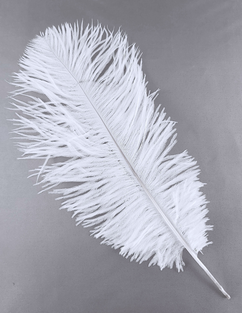 Plume autruche 25/35 cm - blanc - Plumes/Autruche - Plume Marcy