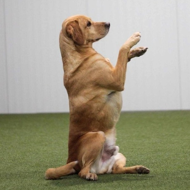 Cours Individuel Dog Dancing | Complicité & Fun 59