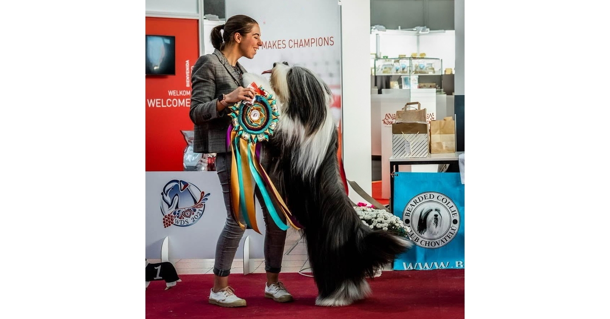Cours de Handling | Show Training | Expositions Canines 59