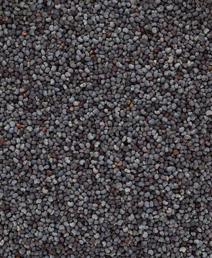 GRAIN DE PAVOT - ÉPICE GRAIN / SEMI - epices & love