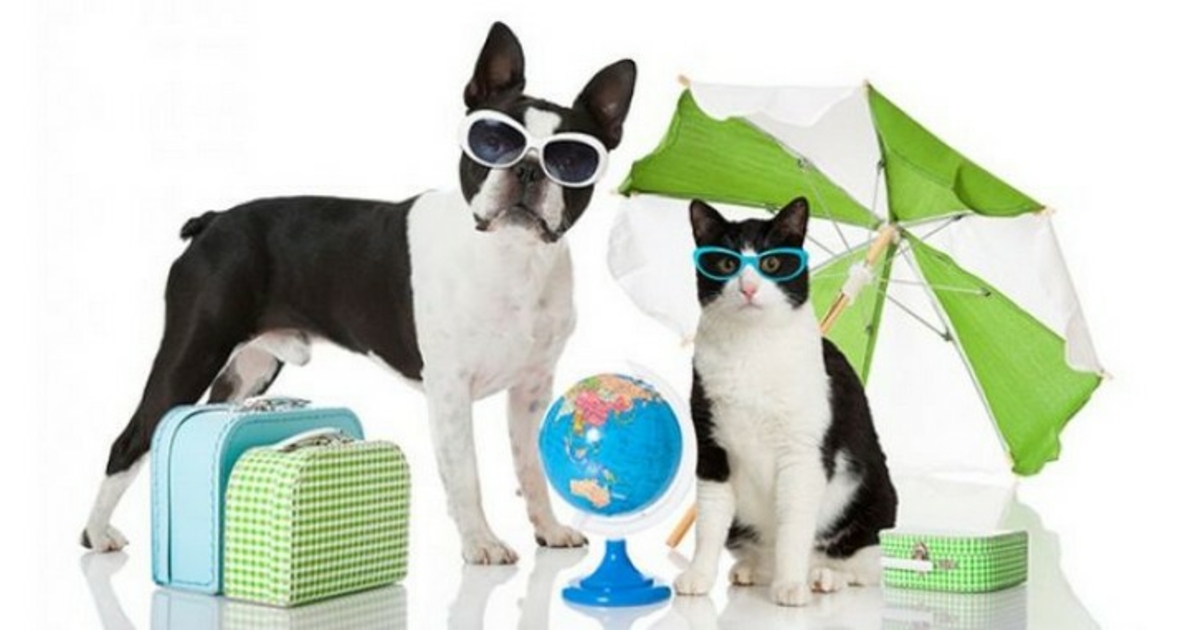 Partir en vacances avec son animal de compagnie - Petits Compagnons