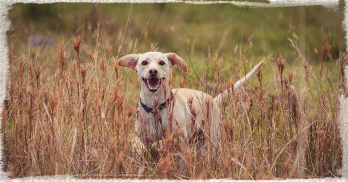 Que signifient les différents mouvements de queue de votre chien ...
